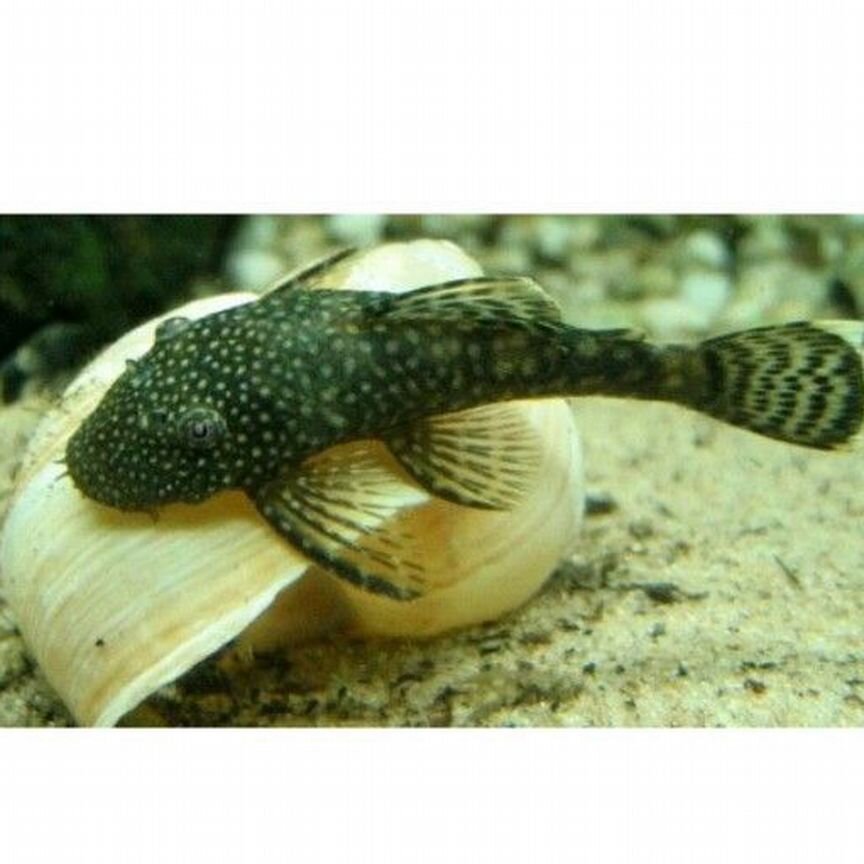 Анциструс отдам бесплатно