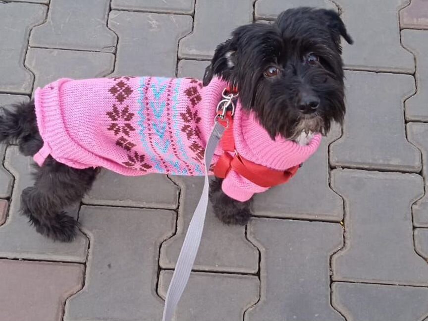 Маленькая собачка Эля