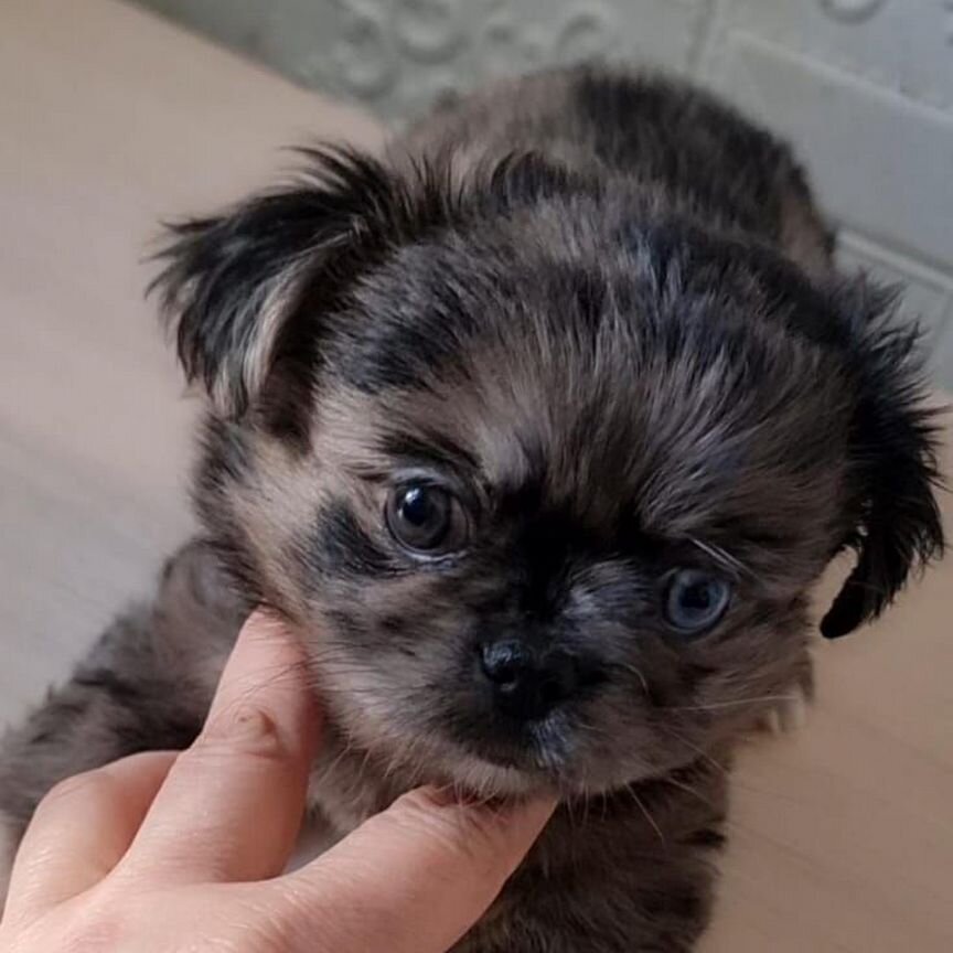 Щенки помчи