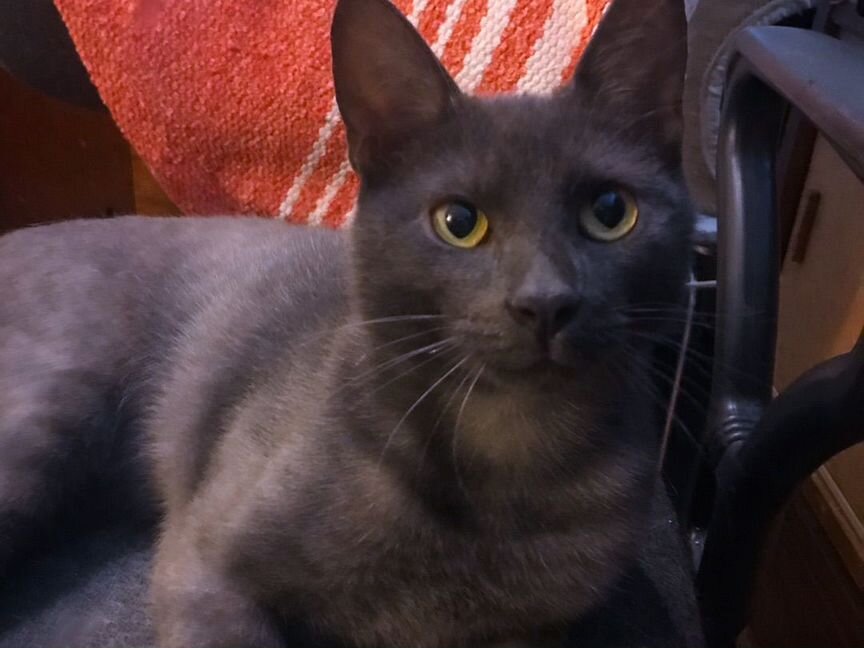 Котенок мальчик в добрые руки