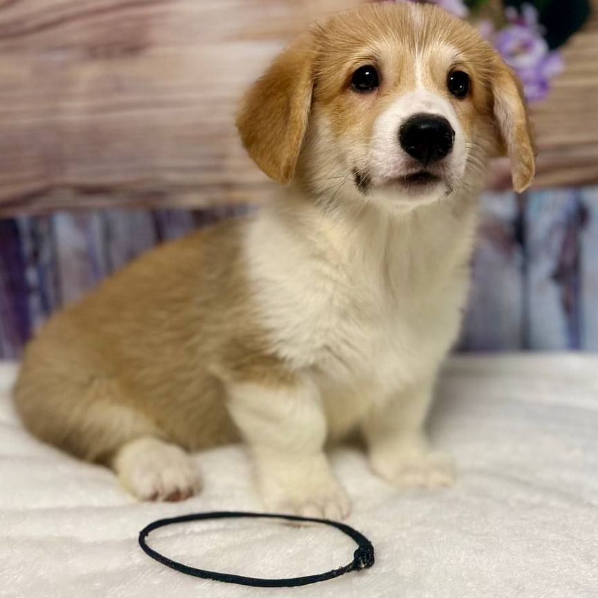 Вельш Корги Пемброк, щенок