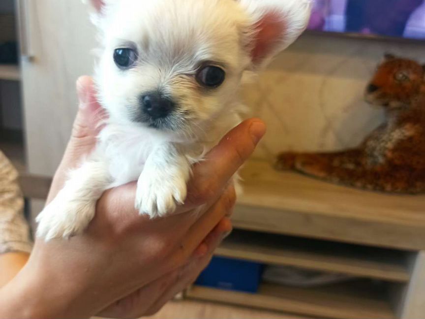 Щенки чихуахуа мини мальчик