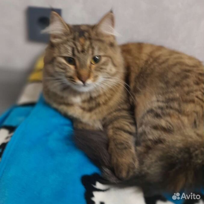 Кошка рысь
