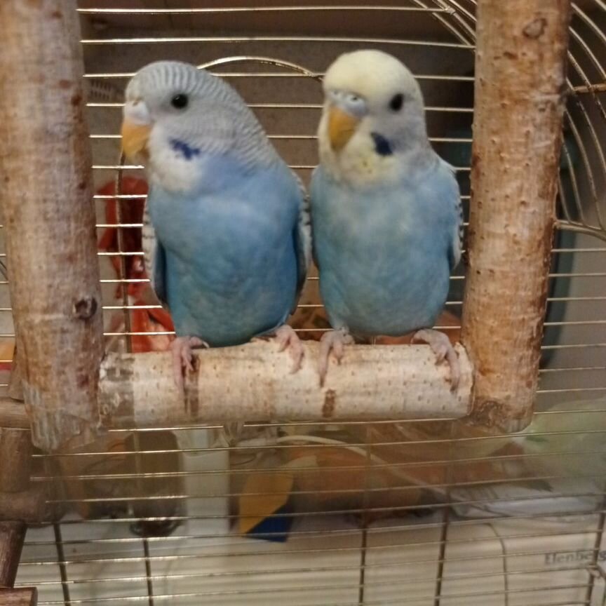 Волнистый попугай