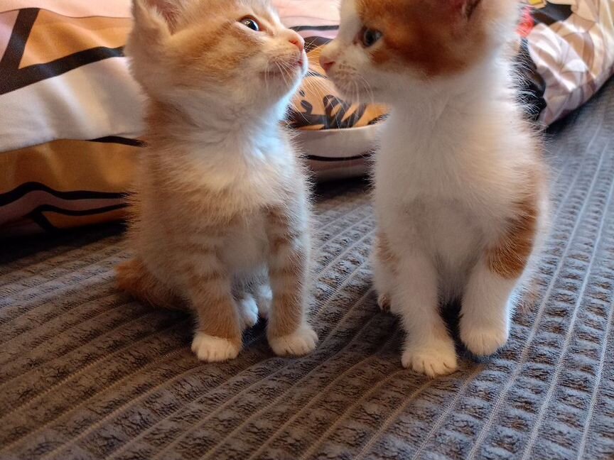 Котята