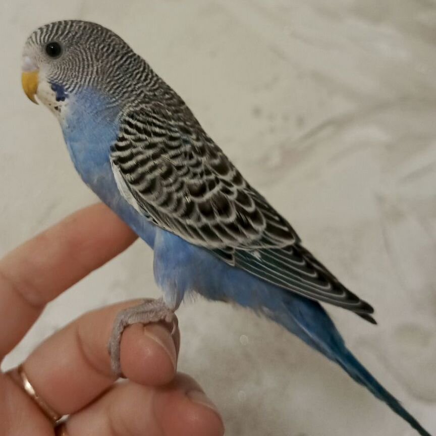 Птенцы волнистого попугая