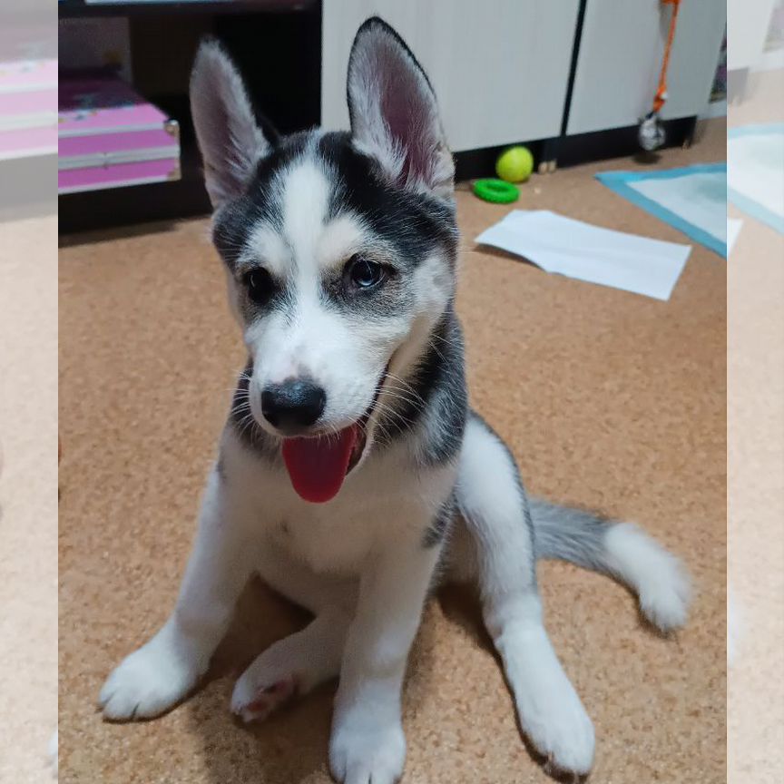 Сибирский хаски, щенок