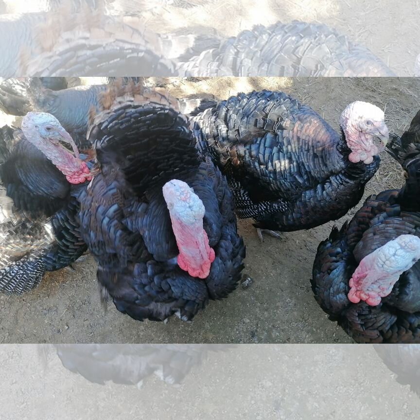 Индюки домашние