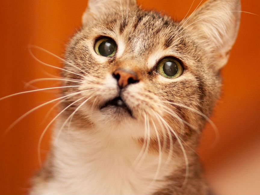 Котик Лёнечка