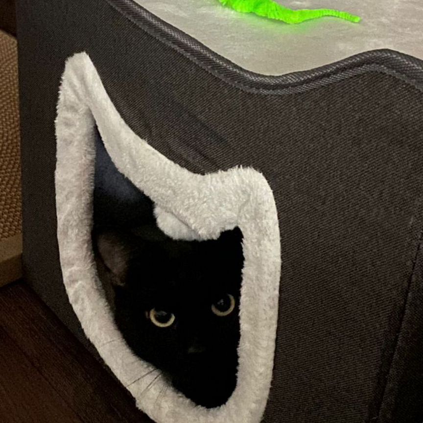 Кошка черная пантера в хорошие руки