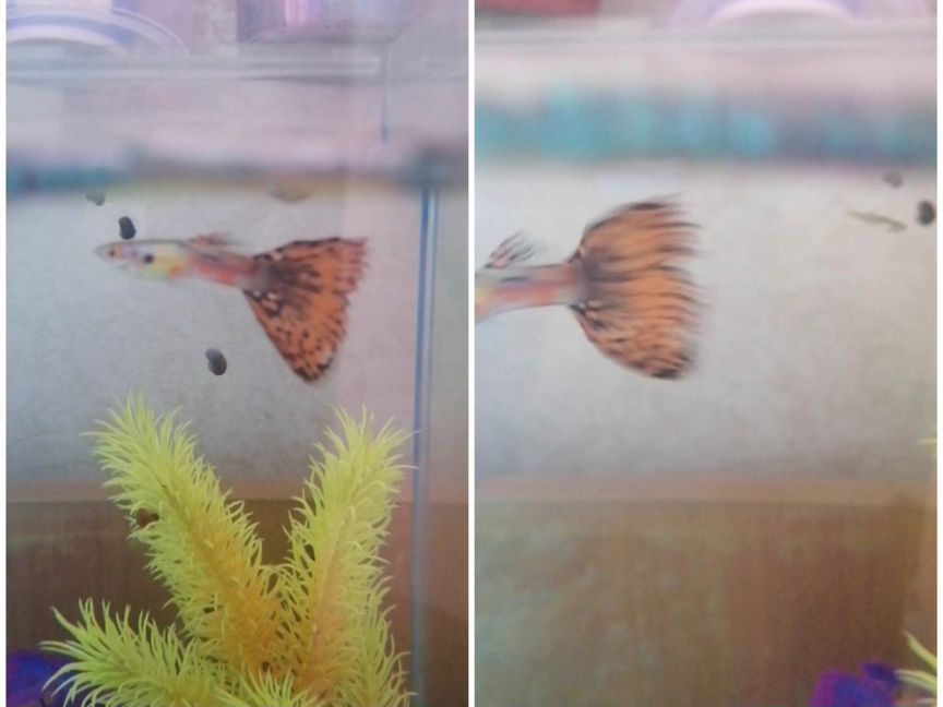 Аквариумные рыбки гуппи микс