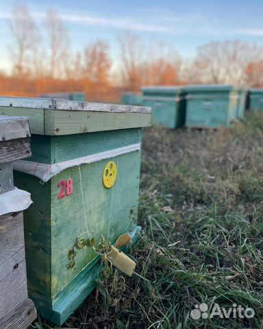 Продам пчелосемьи