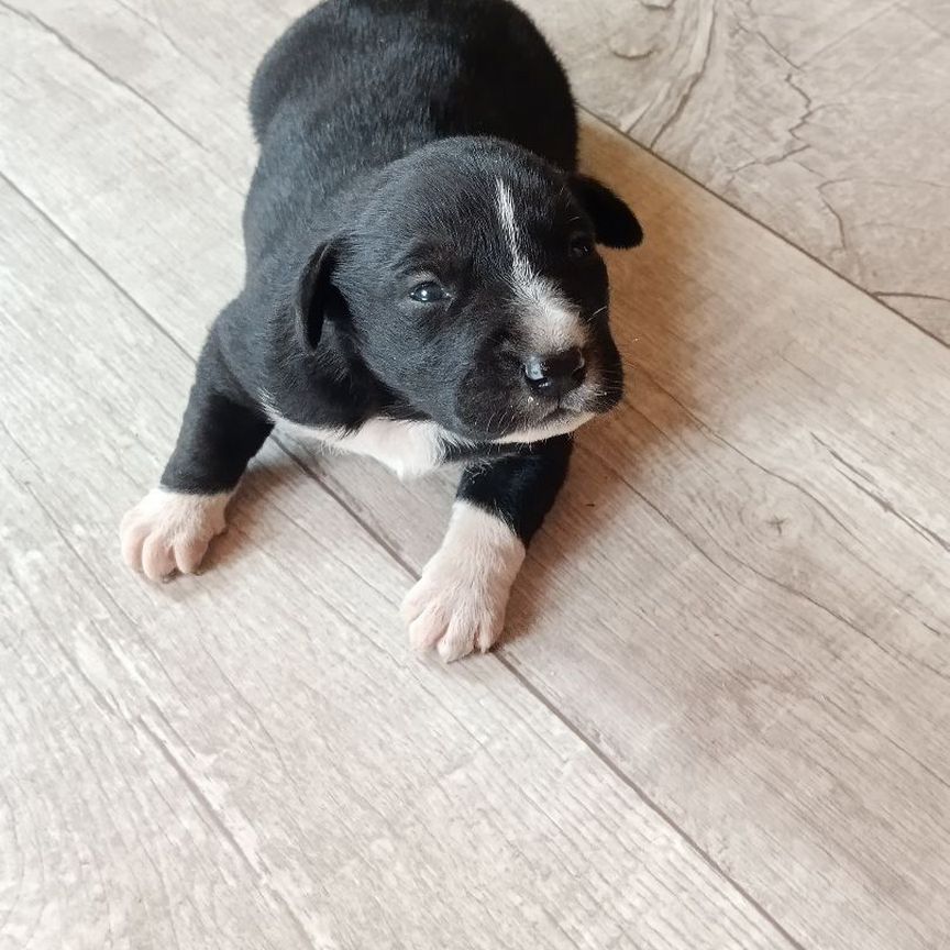 Щенки немецкой овчарки бесплатно