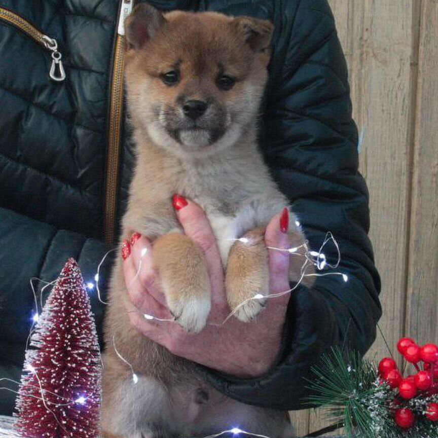 Сиба-ину, щенок