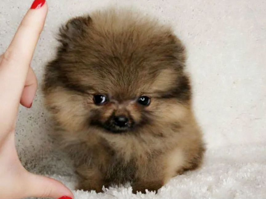 Мини шпиц девочка