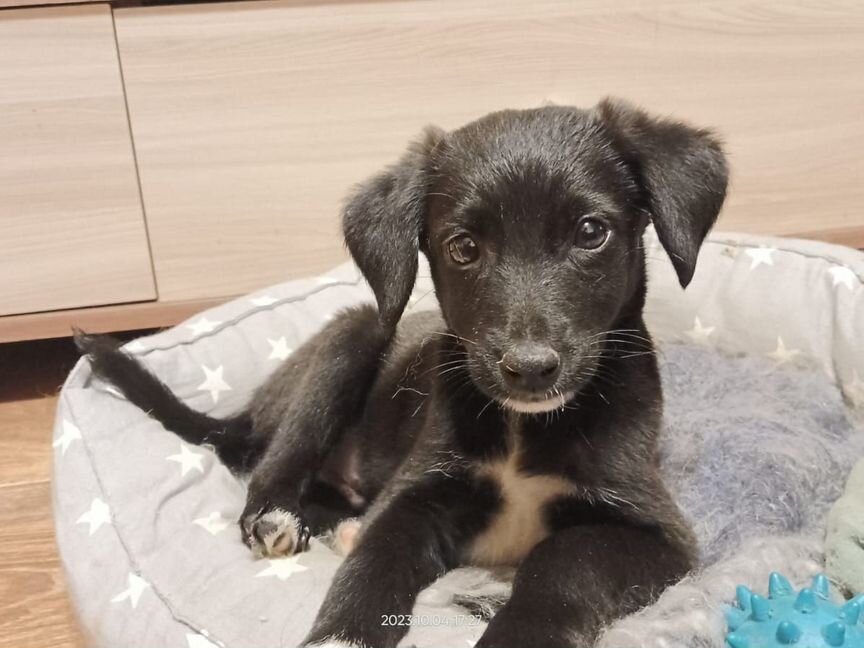 Маленький щеночек мальчик в добрые руки