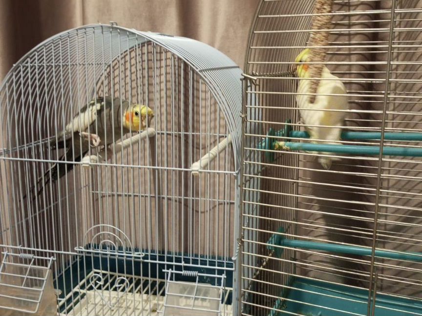 Попугай с клеткой