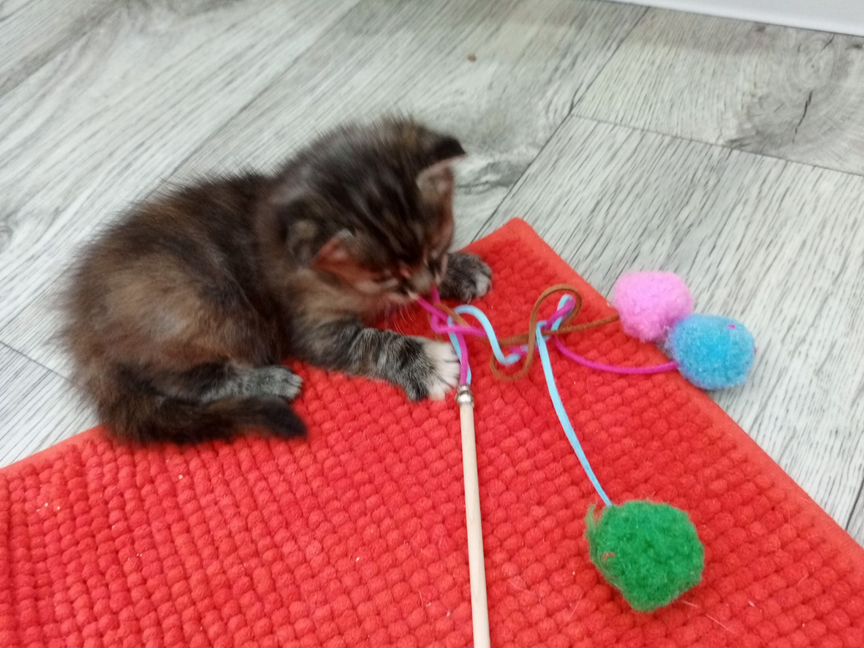 Тайские котята