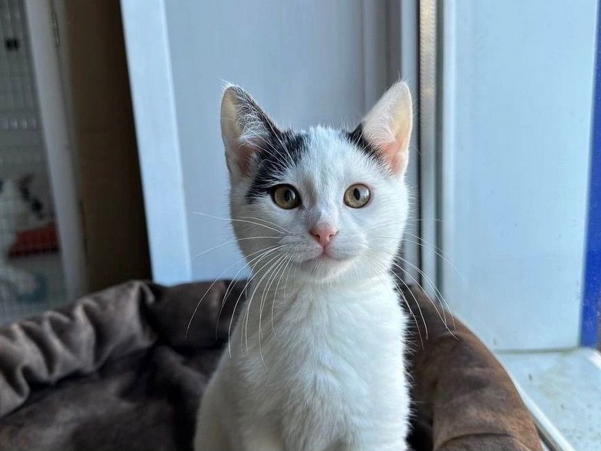 Котишки из приюта ждут человека