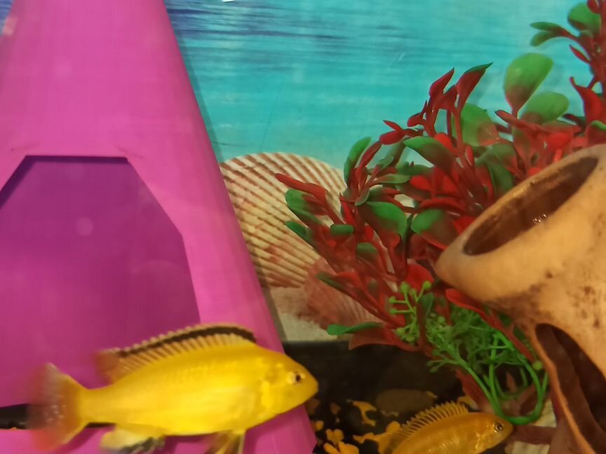 Рыбка аквариумная