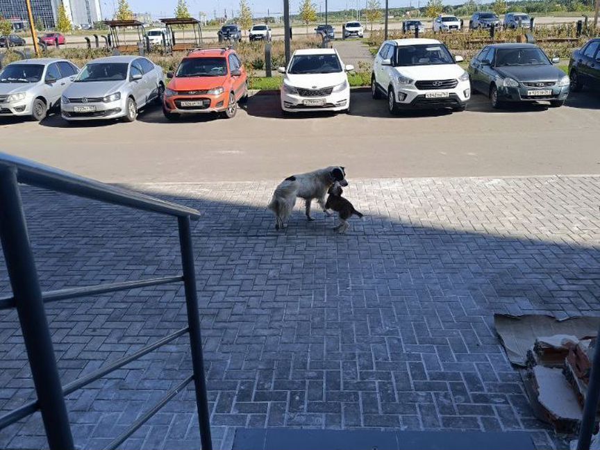 Спасите щенка с мамой