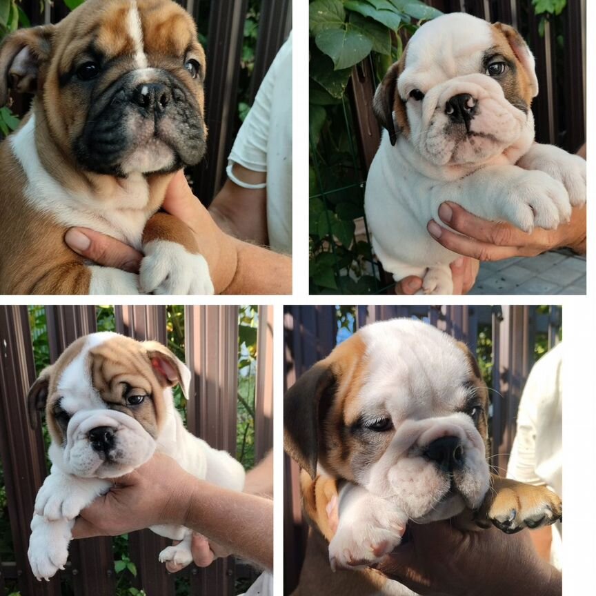 Английский бульдог мальчики и девочки выбор есть)