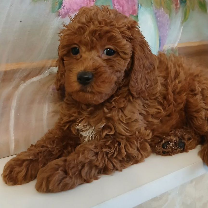 Той-пудель, щенок