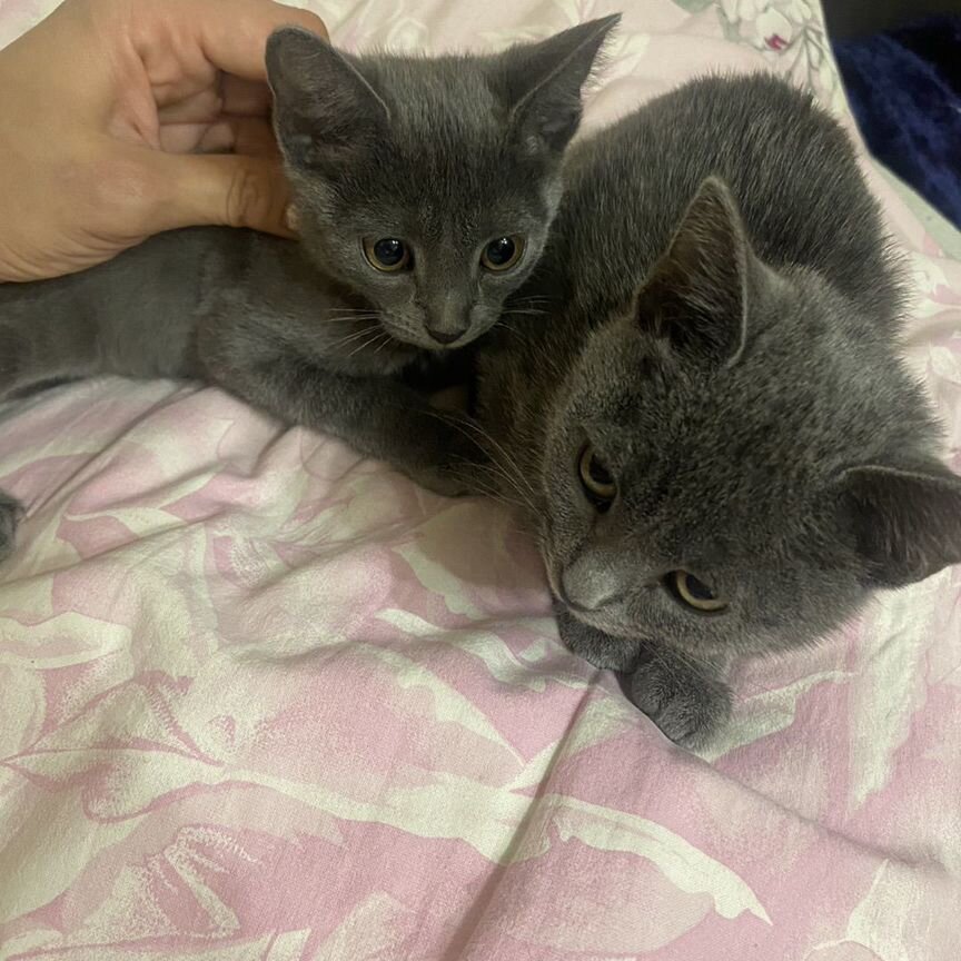 Отдаю В добрые руки серых котят