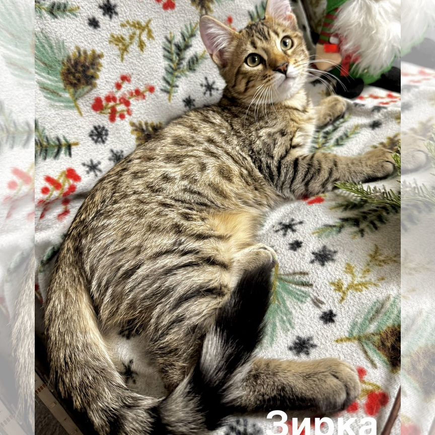 Котёнок от заводчика