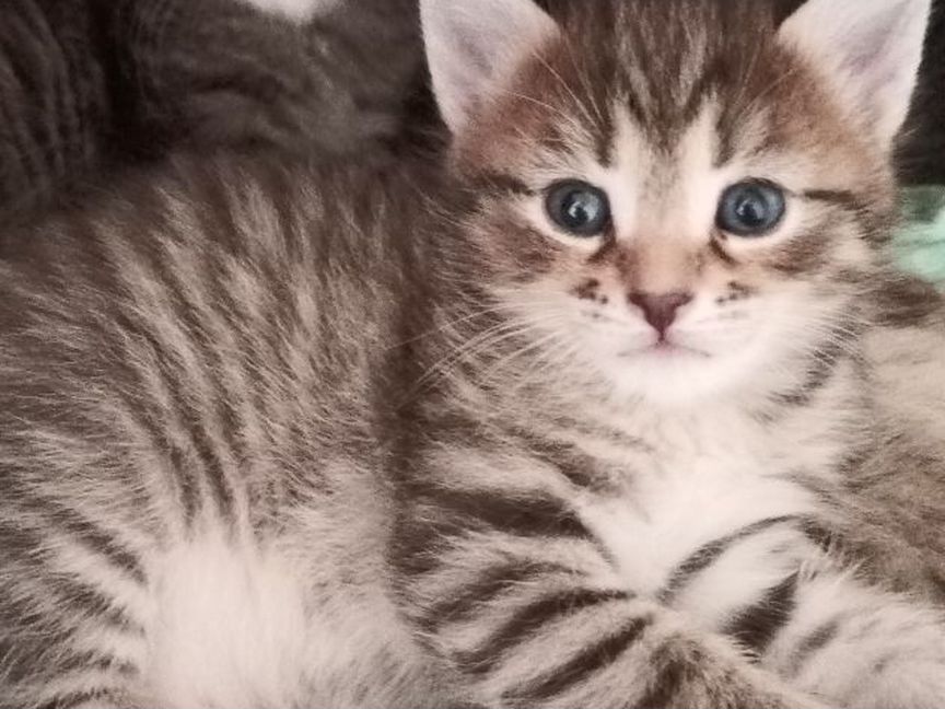 Полосатые котята