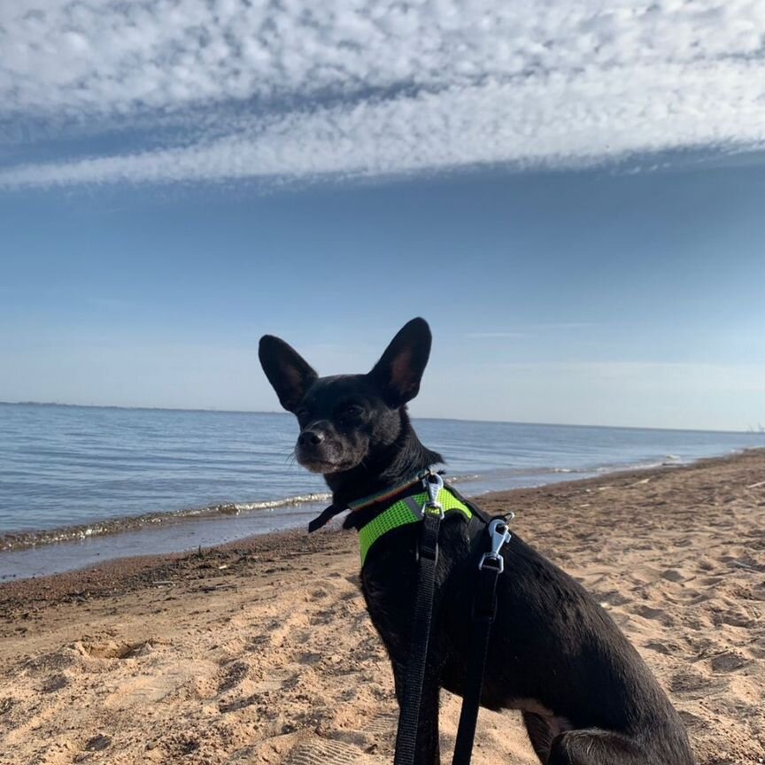 Маленькая собачка в добрые руки