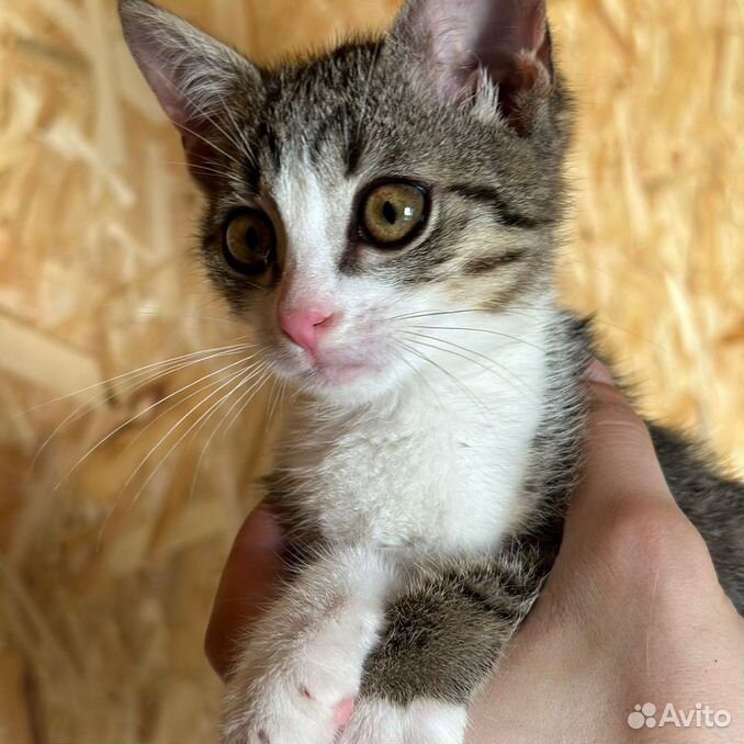 Пенка-непоседа 3 месяца кошечка ищет дом