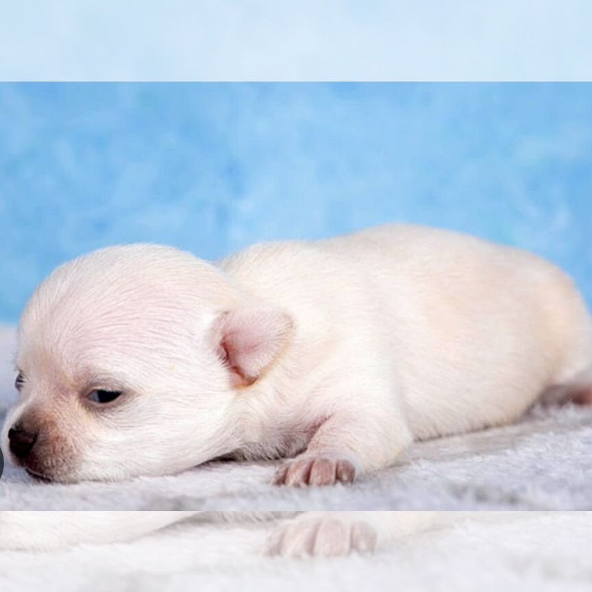 Щенки чихуахуа