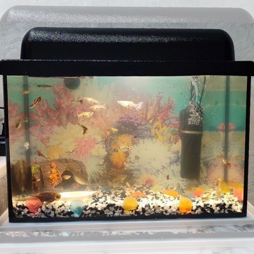 Аквариум с рыбками