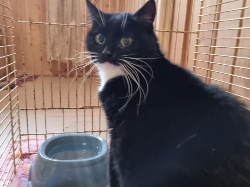 Хозяйка Баси умерла, нужен новый дом