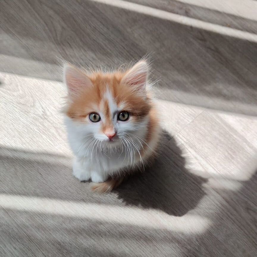 Котенок
