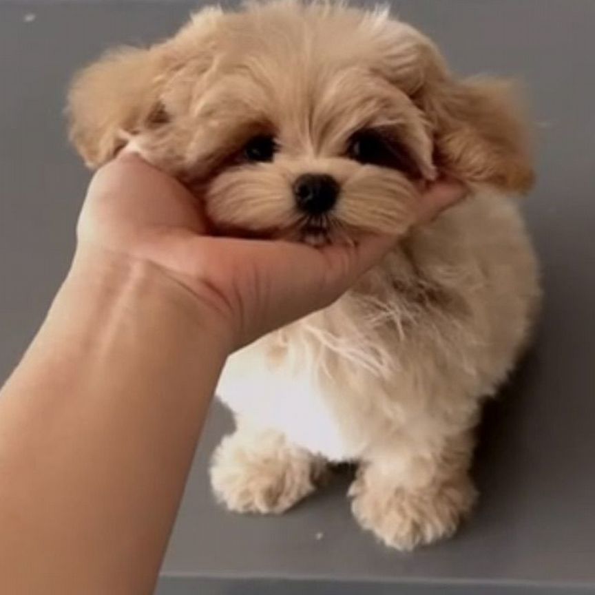 Мальтипу, щенок