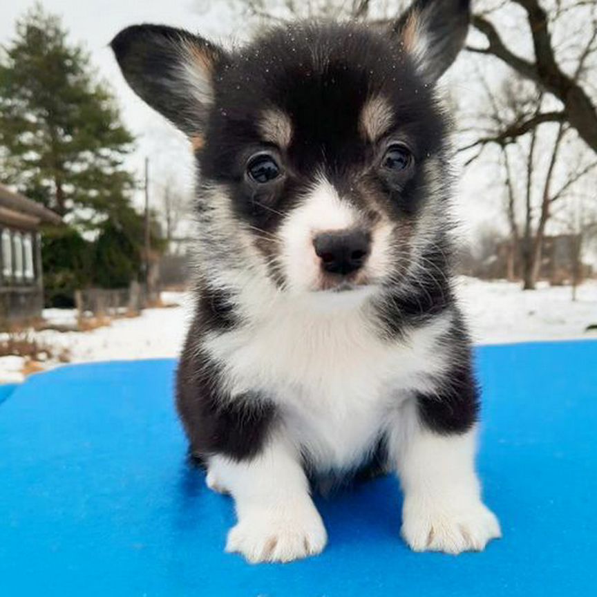 Вельш-корги пемброк