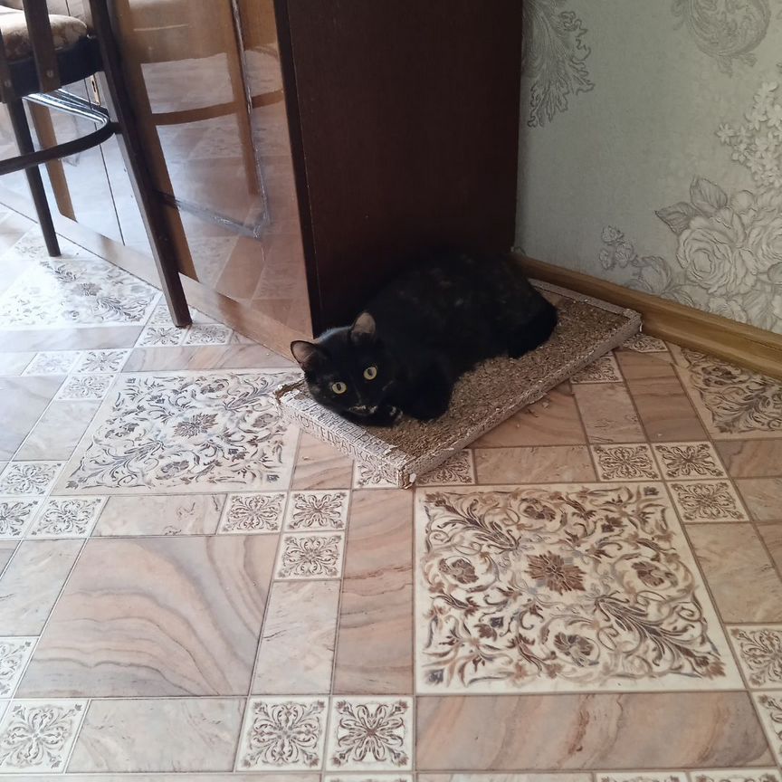 Отдам кошечку в добрые руки, к лотку приучина
