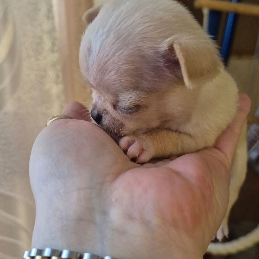 Щенки чихуахуа