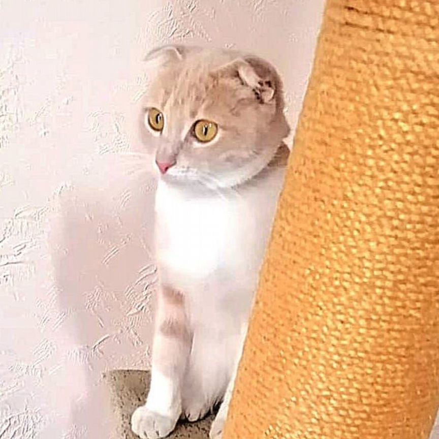 Британка Соня в дар