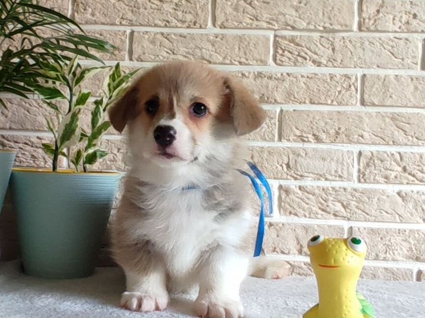 Сладкие коржики