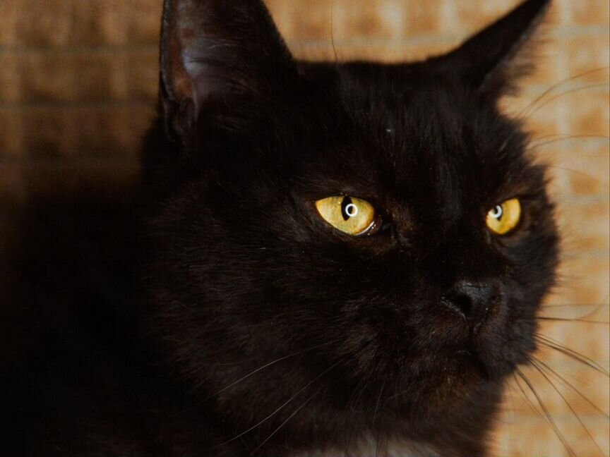 Котик Морис