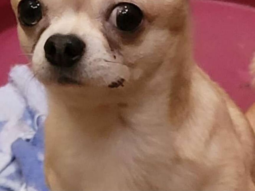 Чихуахуа мальчик ищет дом