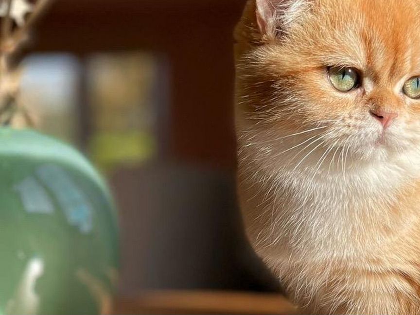Кошка британская шиншилла