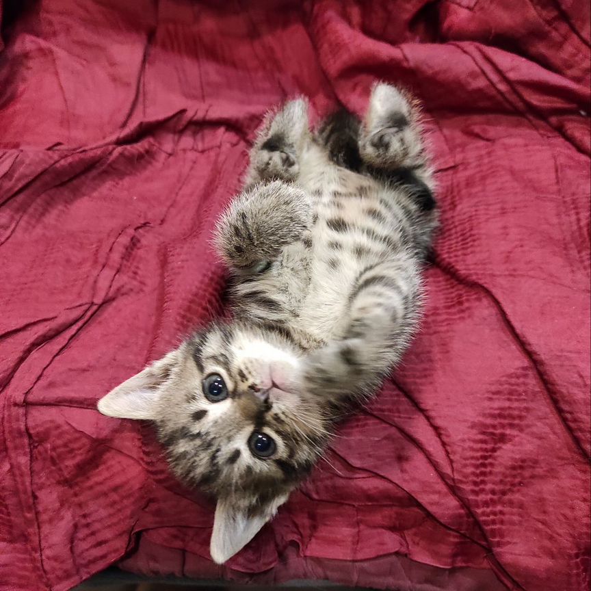 Котенок ищет добрые ручки