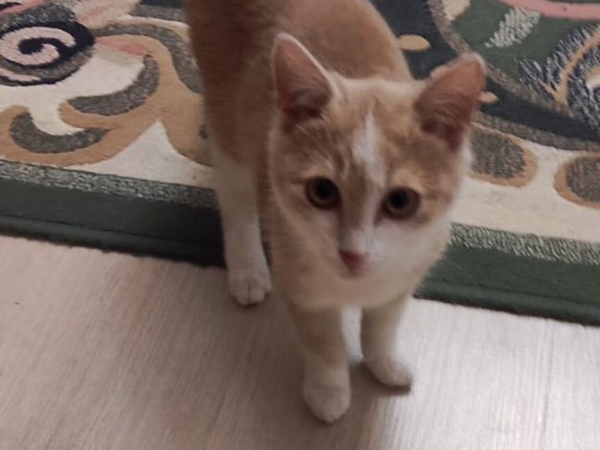 Рыжий котенок