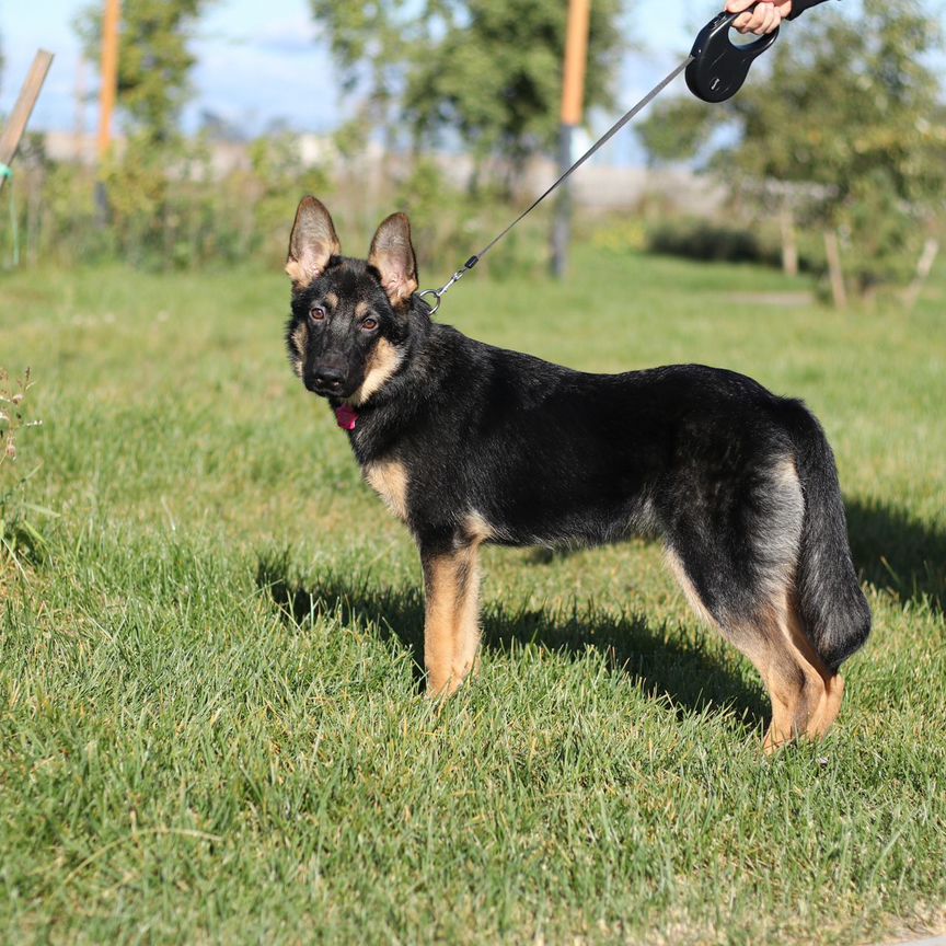 Собака девочка