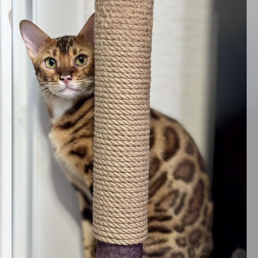 Бенгальская кошка