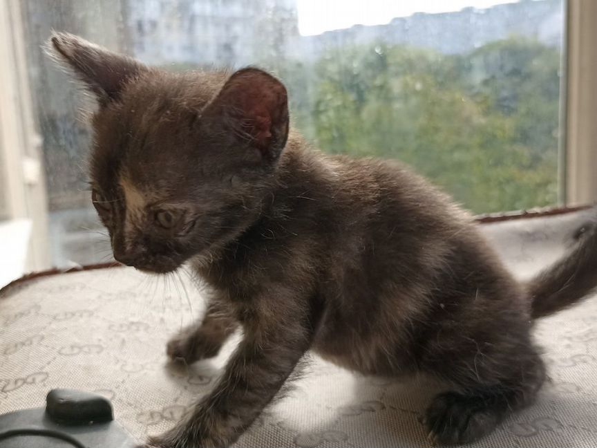 Котёнок девочка 1,5 месяца